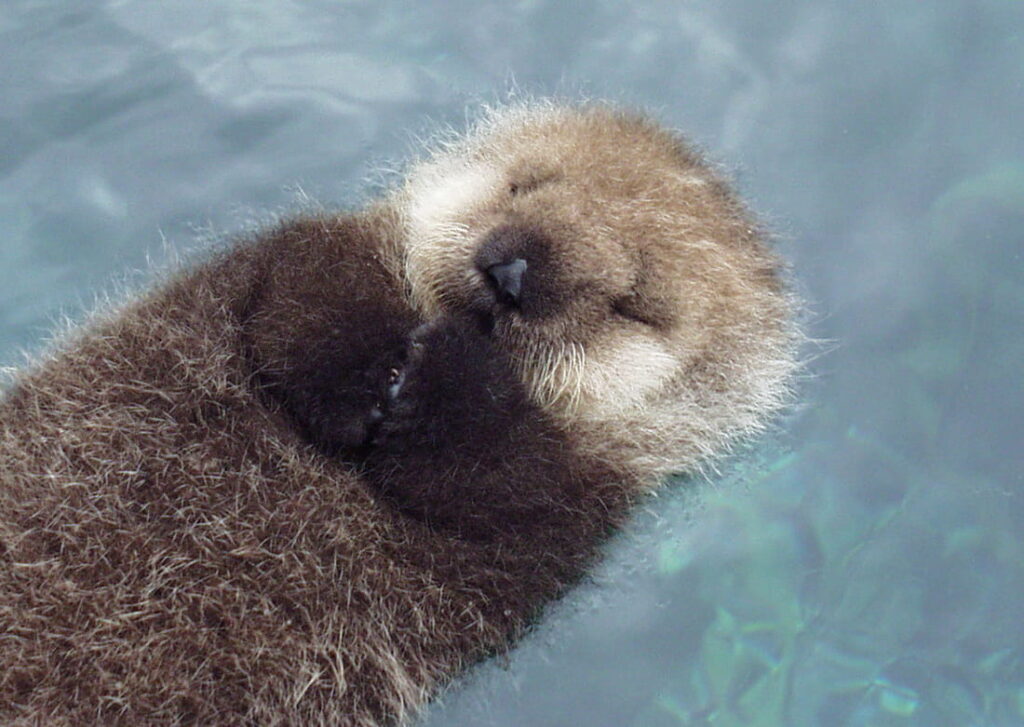A tribute to Aniak the sea otter - Seattle Aquarium