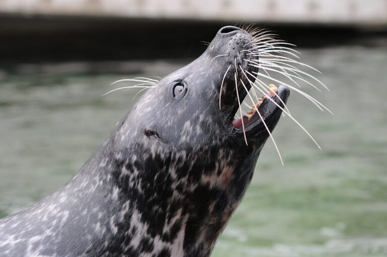 Saying farewell to harbor seal Q - Seattle Aquarium