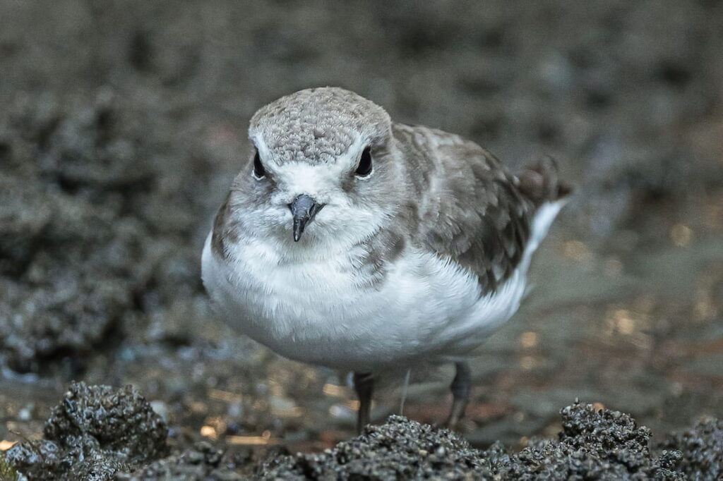 Western snowy plovers: They're just like us! - Seattle Aquarium