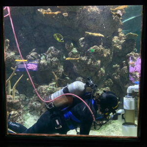 Volunteer as a diver at the Aquarium? "Do it!" says Whitney Golay ...
