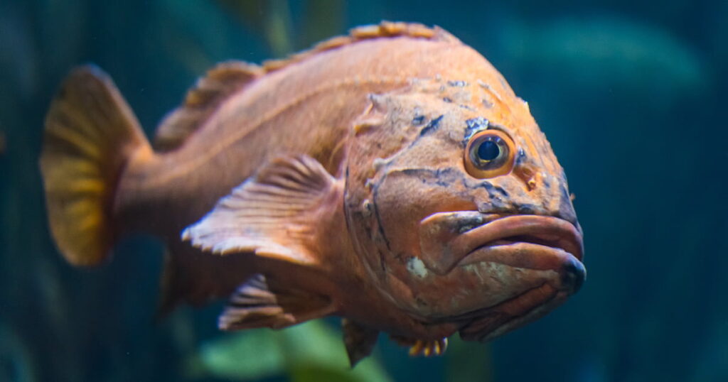 Rockfish: They're just like us! - Seattle Aquarium
