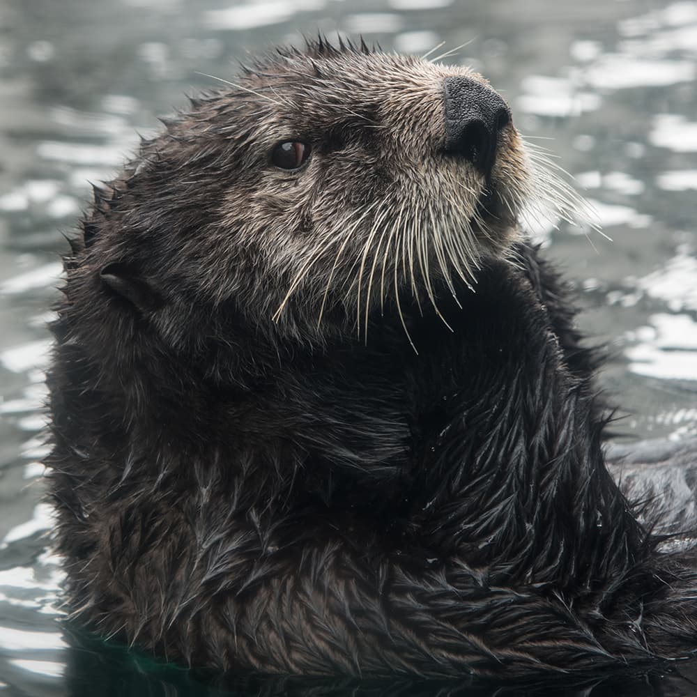 Sea otter - Seattle Aquarium