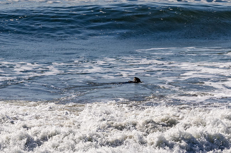 Sea otter - Seattle Aquarium