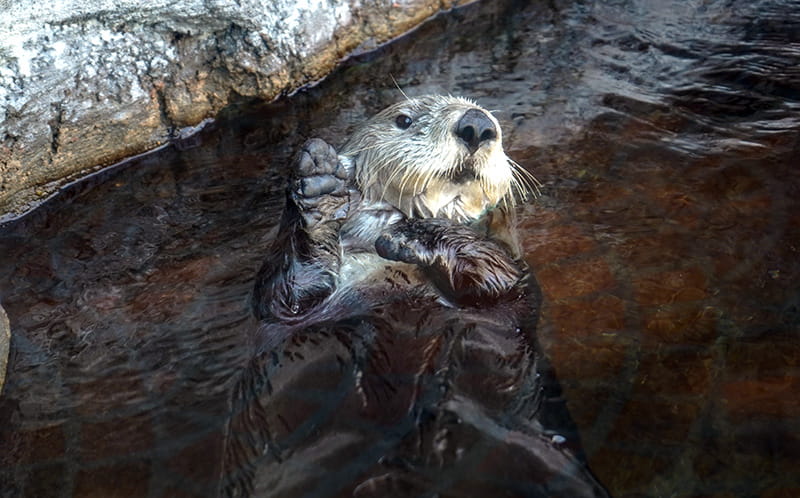 Sea otter - Seattle Aquarium