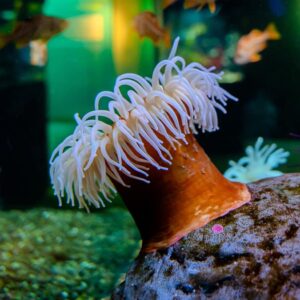 Giant Pacific octopus - Seattle Aquarium