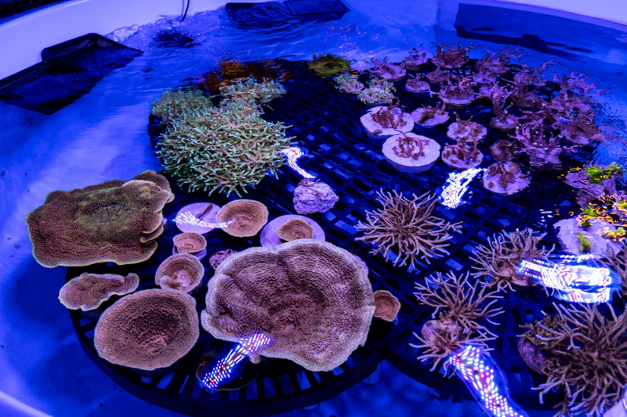 Coral - Seattle Aquarium