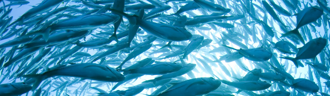 Community Days | Seattle Aquarium