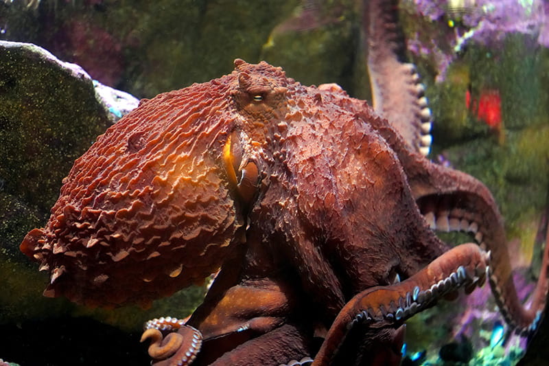 Giant Pacific Octopus Eating