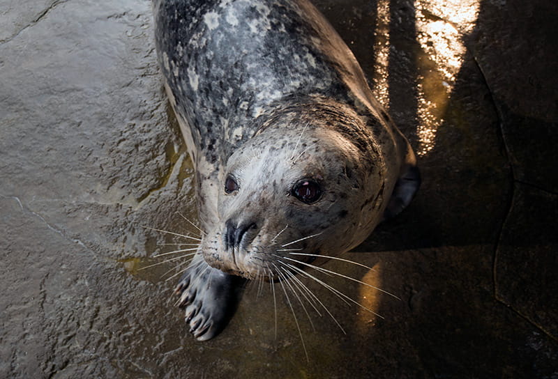 Harbor seal - Seattle Aquarium