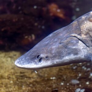 Blacktip reef shark - Seattle Aquarium