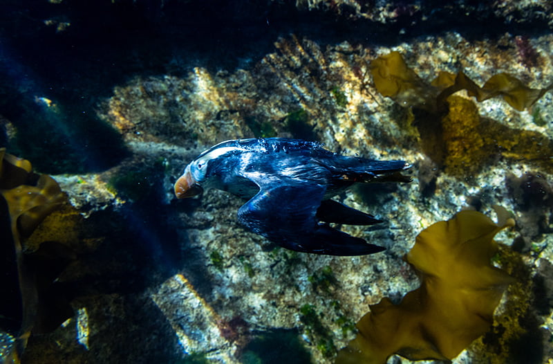 Tufted puffin - Seattle Aquarium