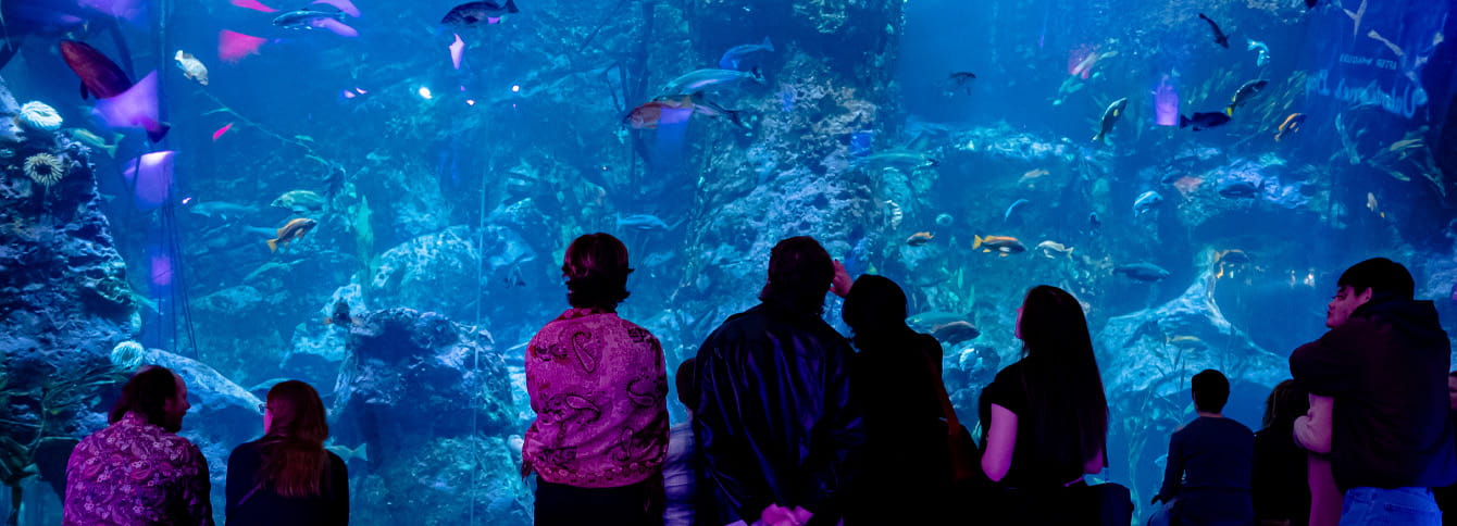 After Hours: No Pressure Valentine’s Day - Seattle Aquarium