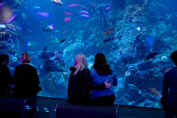 After Hours: Valentine’s Day - Seattle Aquarium