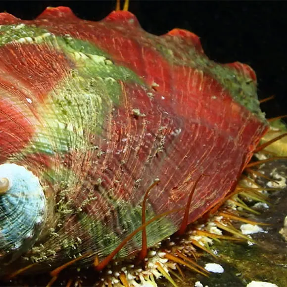 Seattle Aquarium | Inspiring Conservation of our Marine Environment