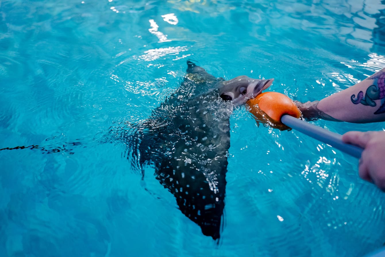 Animal Care Stories - Seattle Aquarium