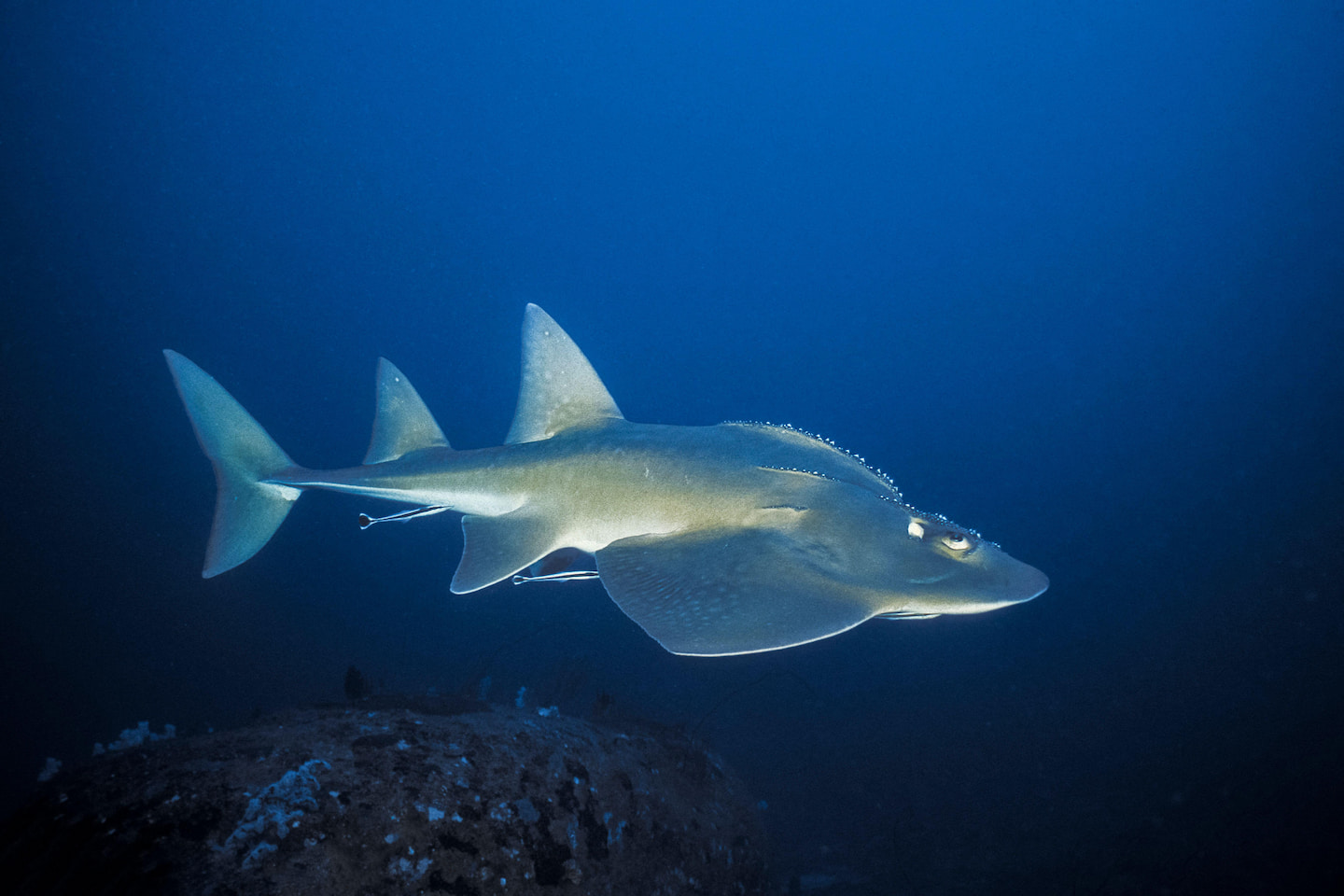 Bowmouth guitarfish - Seattle Aquarium