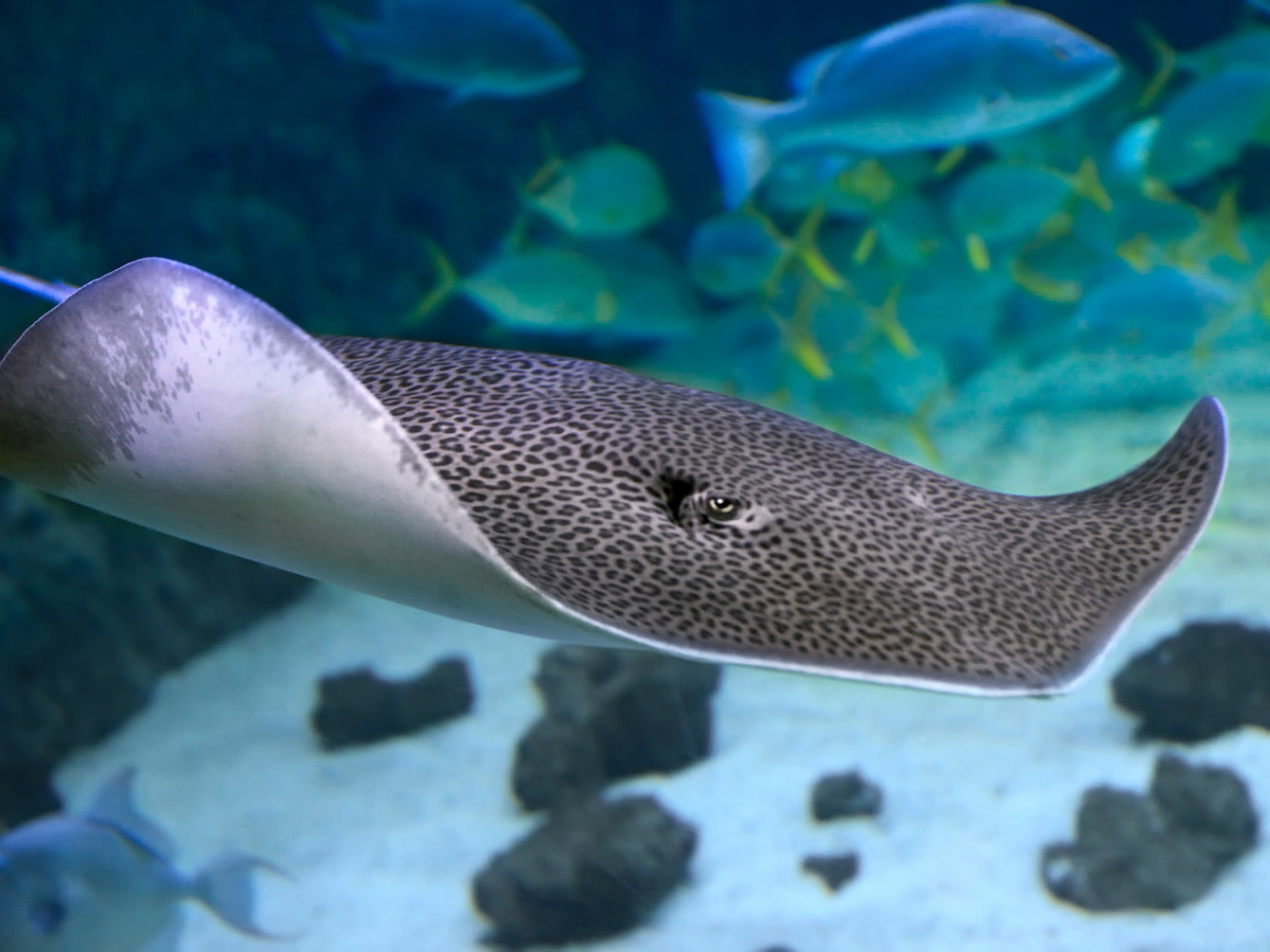 Leopard whiptail ray - Seattle Aquarium