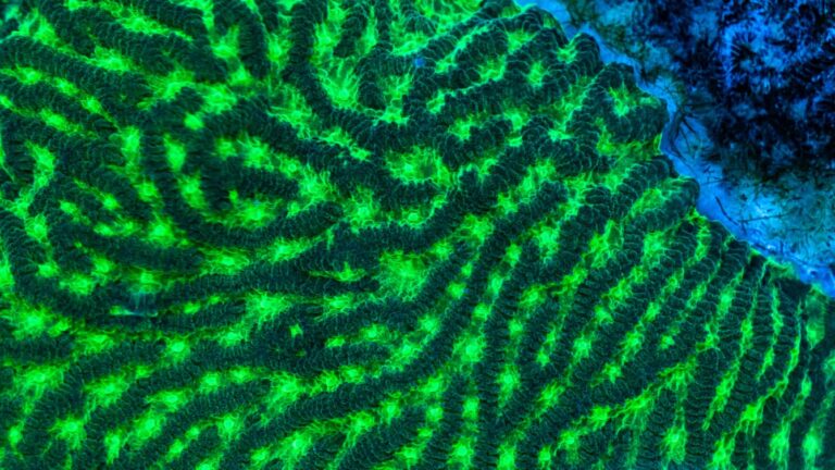 Let tropical corals inspire you - Seattle Aquarium