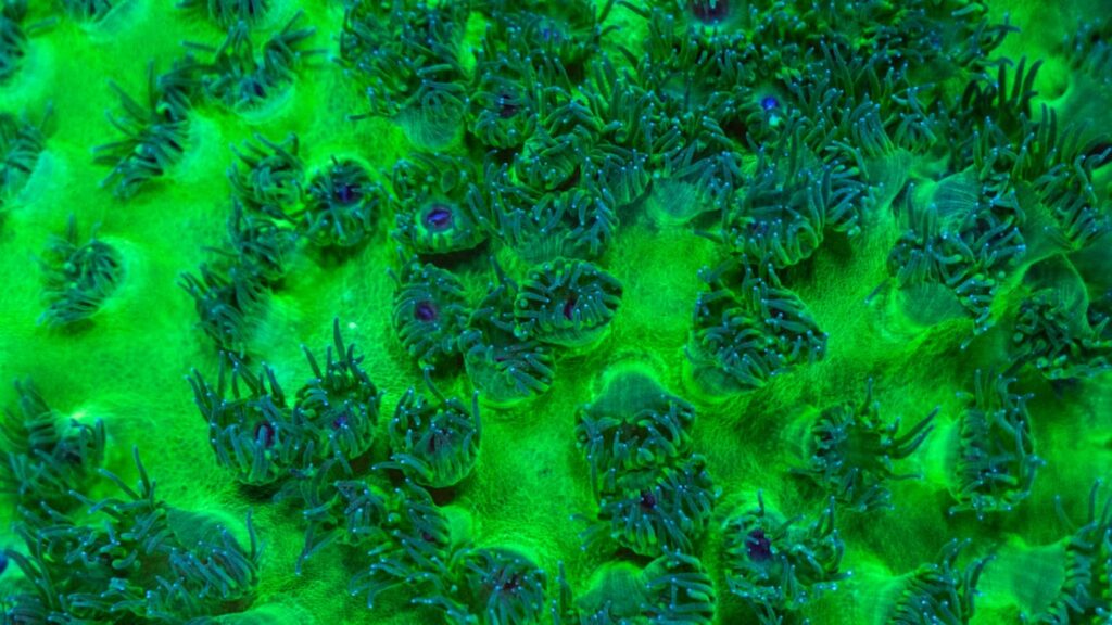 Let tropical corals inspire you - Seattle Aquarium