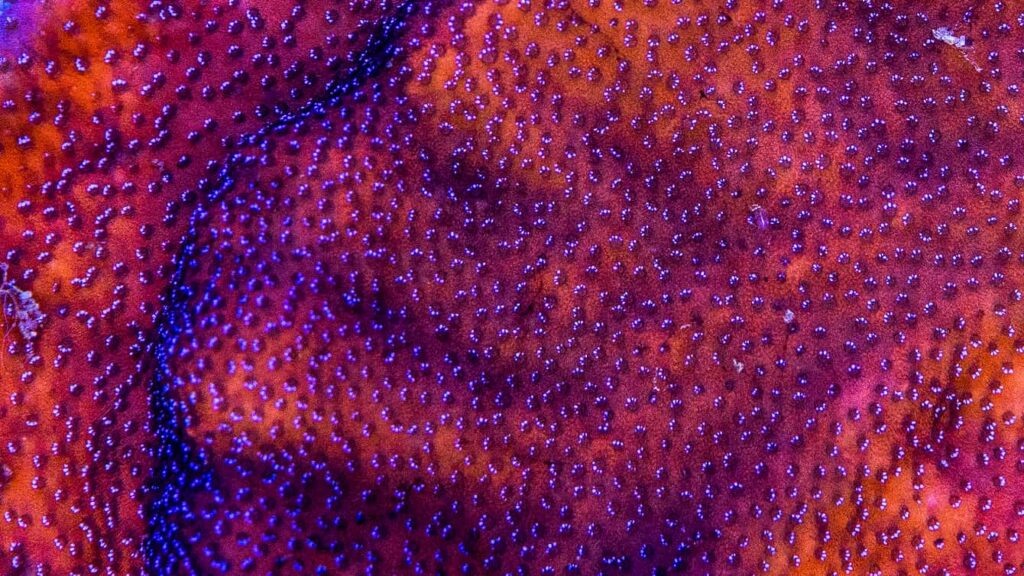 Let tropical corals inspire you - Seattle Aquarium