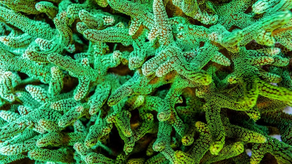 Let tropical corals inspire you - Seattle Aquarium