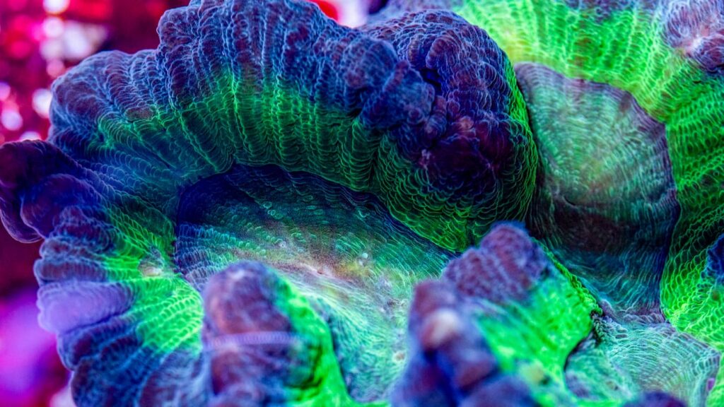 Let tropical corals inspire you - Seattle Aquarium