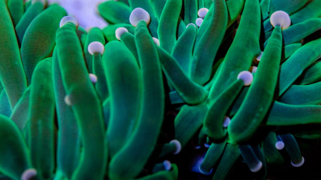Let tropical corals inspire you - Seattle Aquarium