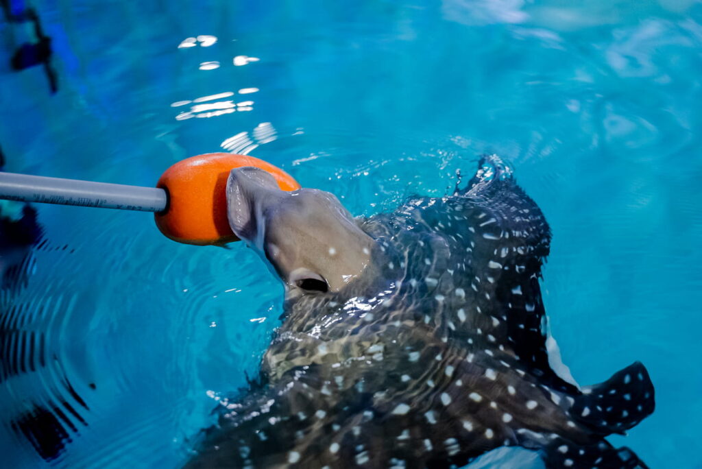 From idea to ecosystem: Creating the Ocean Pavilion’s biggest habitat ...