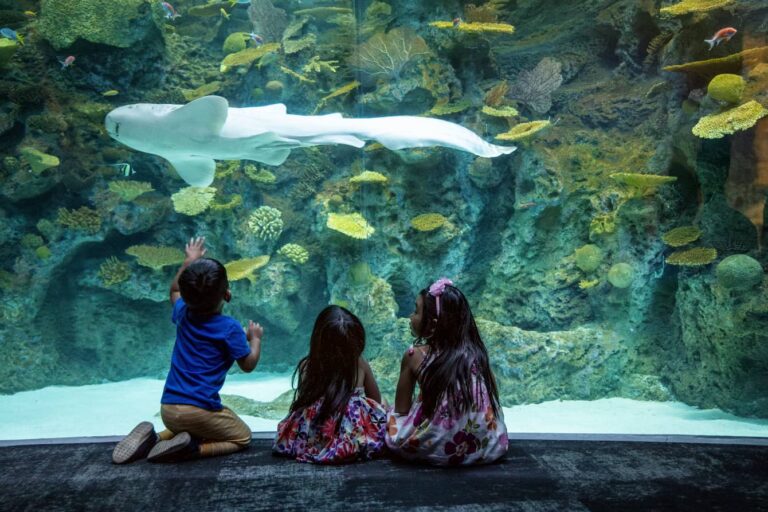 Seattle Aquarium’s Ocean Pavilion—Now open! - Seattle Aquarium