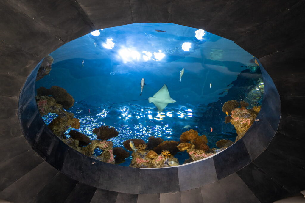 Seattle Aquarium’s Ocean Pavilion—Now open! - Seattle Aquarium