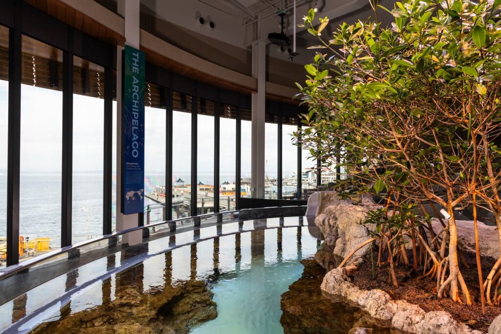 Seattle Aquarium’s Ocean Pavilion—Now open! - Seattle Aquarium
