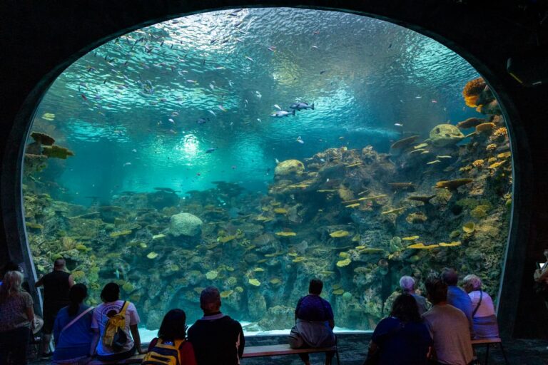 Seattle Aquarium’s Ocean Pavilion—Now open! - Seattle Aquarium
