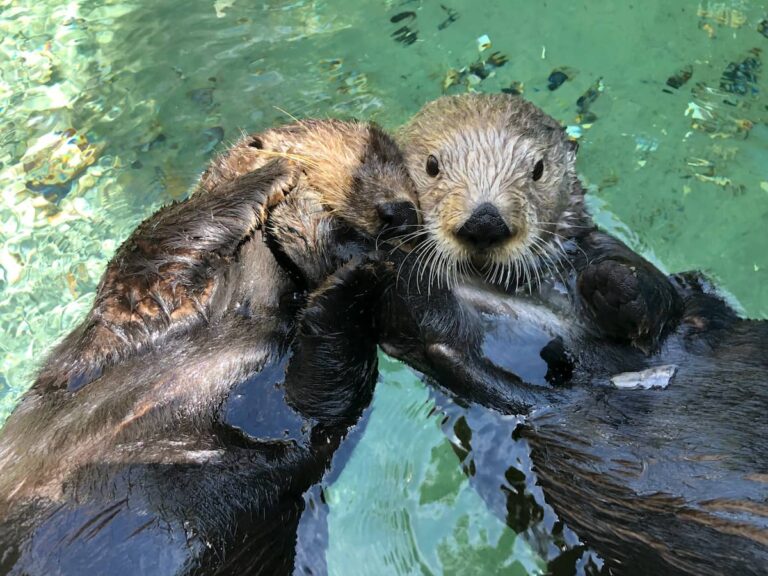 Animals | Seattle Aquarium