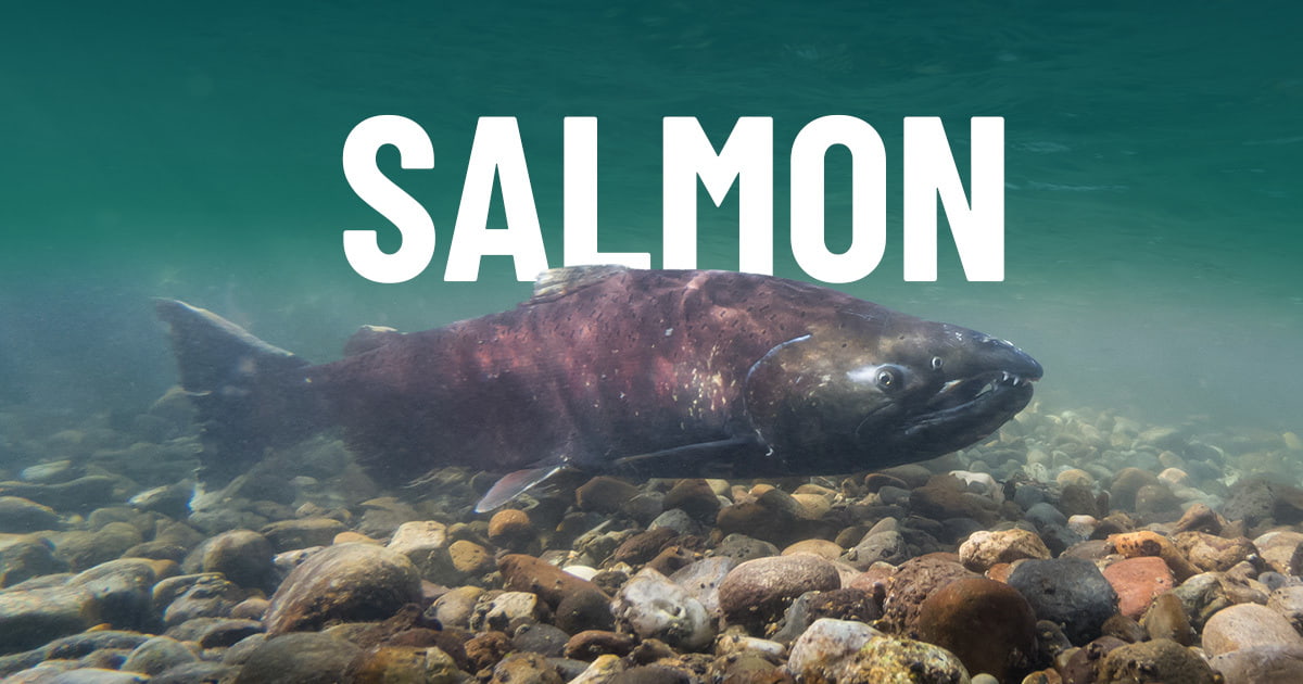 Lightning Talks: Salmon - Seattle Aquarium