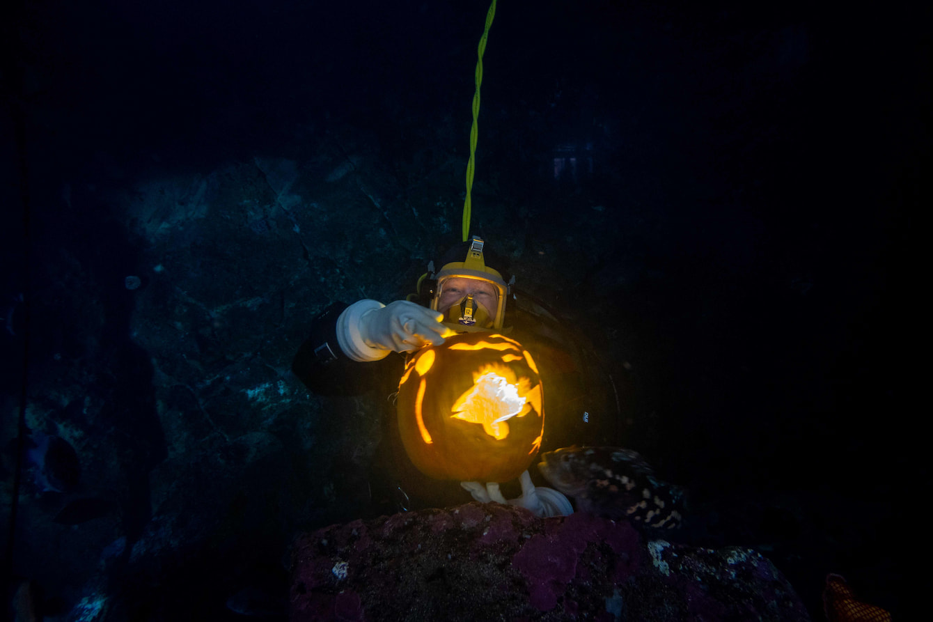 Sea-lebrating spooky season: Underwater pumpkin carving & Halloween fun ...