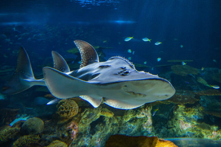 Support the Aquarium | Seattle Aquarium