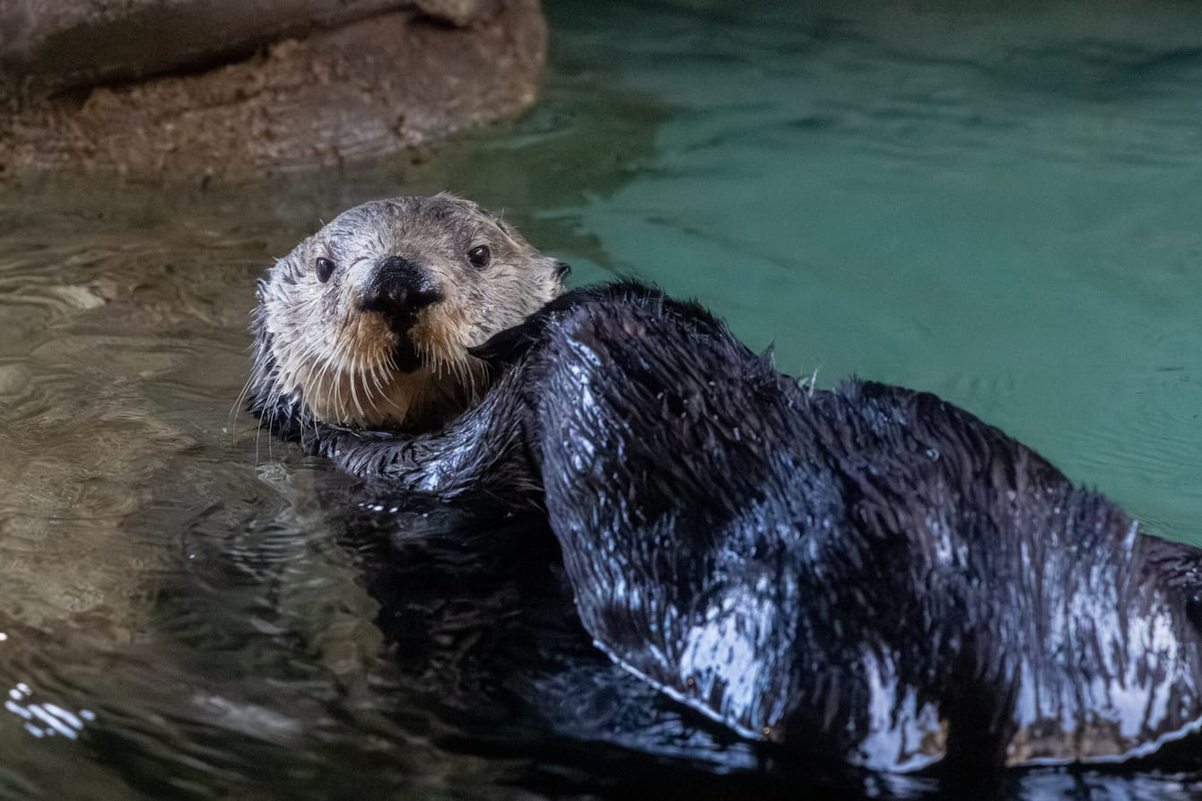 In the News - Seattle Aquarium