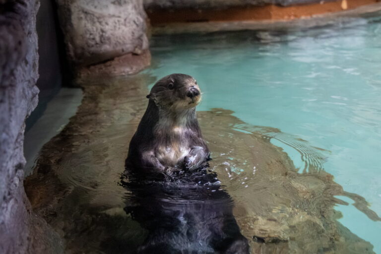 Getting to know Ruby, the new southern sea otter in our care - Seattle ...