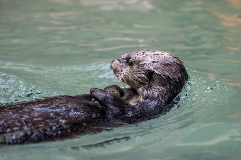 Getting to know Ruby, the new southern sea otter in our care - Seattle ...